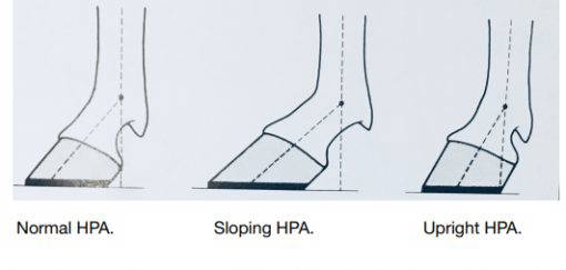 The Importance of the Hoof Pastern Axis And Working Together To Achieve ...