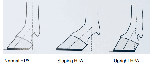 Objective Assessment of the Equine Patient - Physiopedia