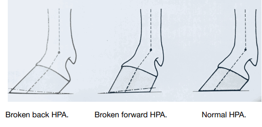 Objective Assessment of the Equine Patient - Physiopedia