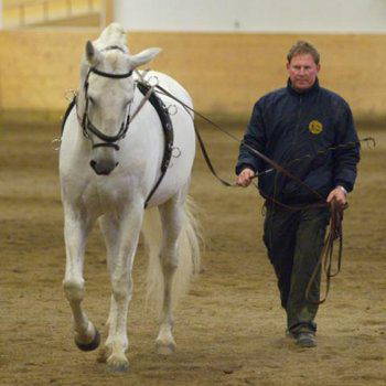 Bradfords Veterinary Physiotherapy: Lunging Vs Long Reining | Genius ...